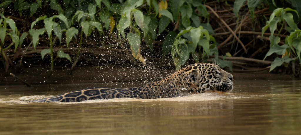 Jaguars, an increasing population - Properties in Costa Rica Blog