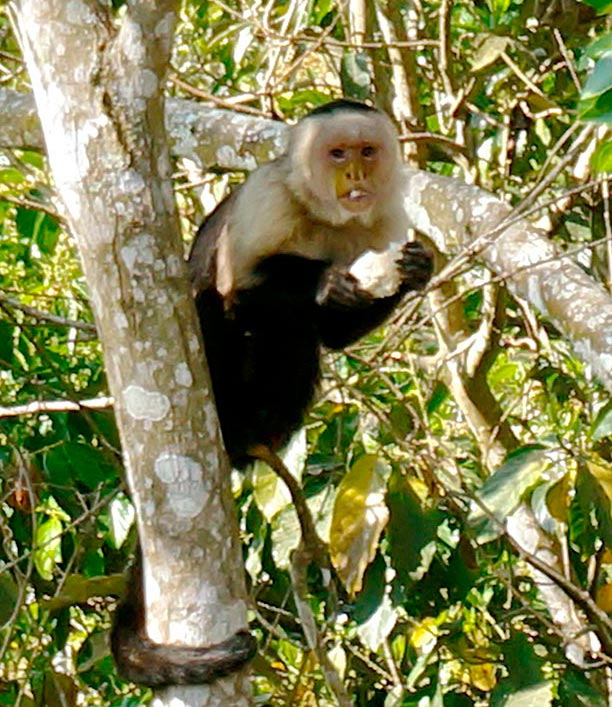Jungle living in the mountains just minutes away from downtown